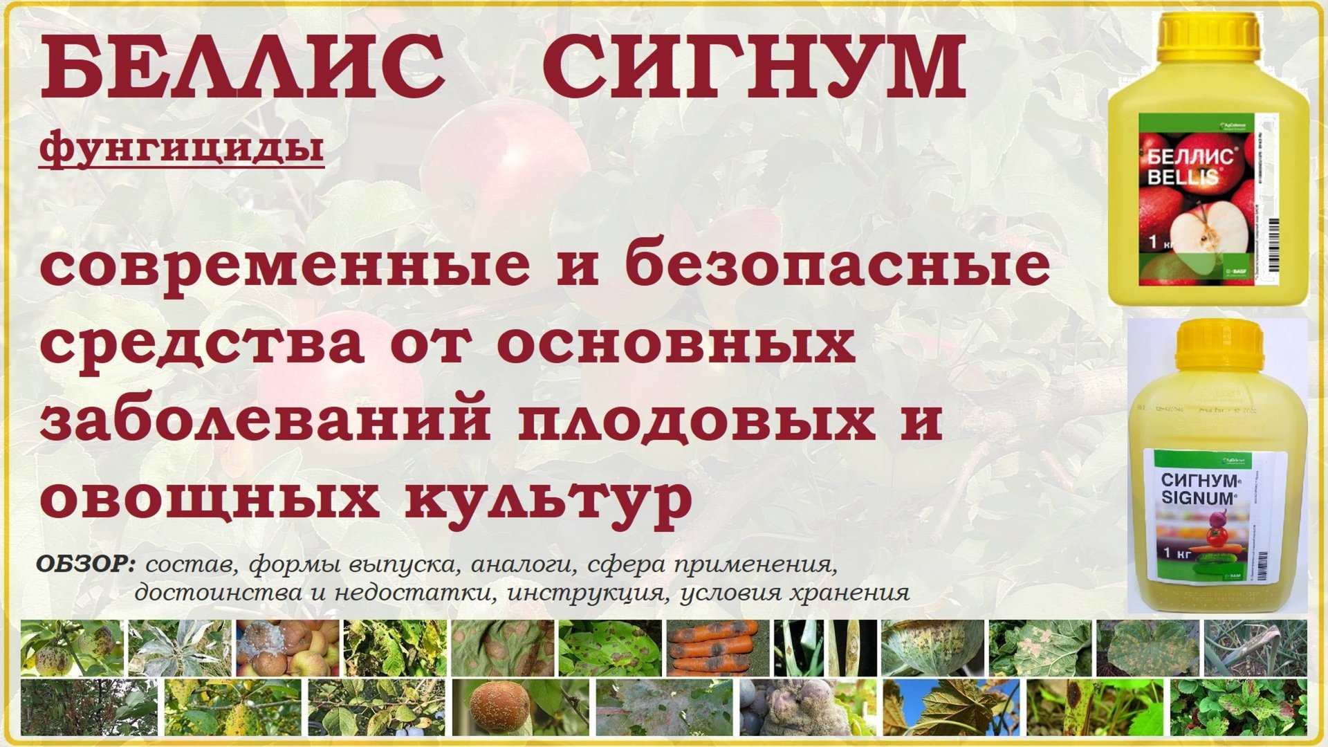 Беллис и Сигнум - современные безопасные средства от основных болезней
плодовых и овощных культур