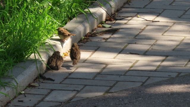 Семья воробьев с птенцом.