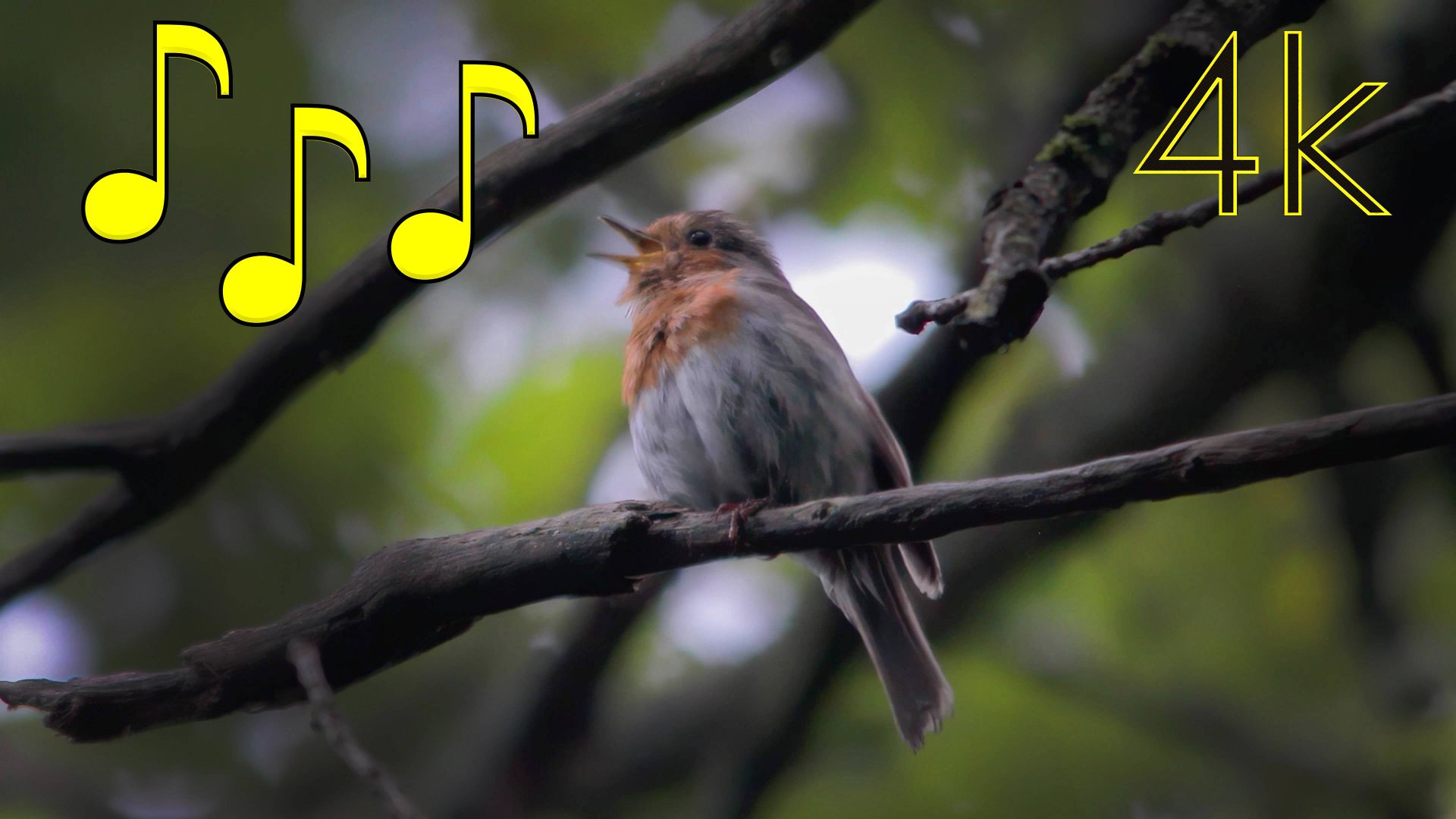 Пение зарянки