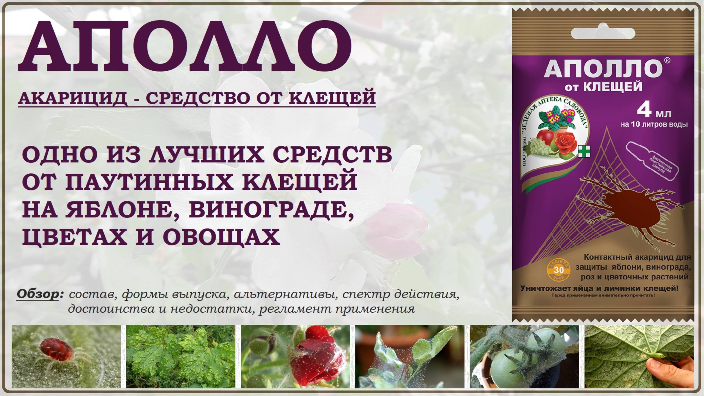 Аполло - одно из лучших средств от паутинных клещей на яблоне, винограде,
цветах и овощах. Обзор2025