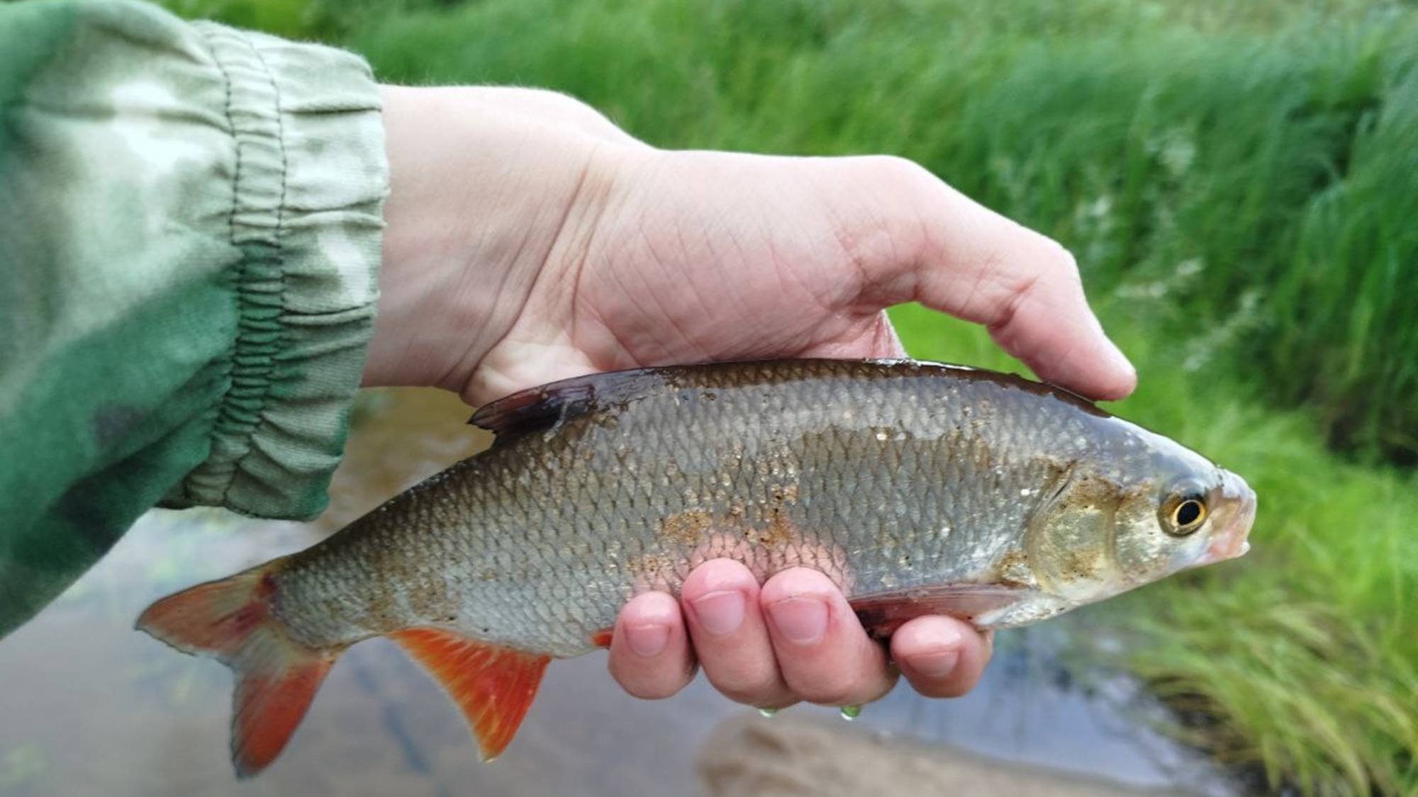ПОЙМАЛ ГОЛАВЛЯ на СПИННИНГ! РЫБАЛКА на СПИННИНГ. ЛОВЛЯ ЩУКИ и ГОЛАВЛЯ на БЛЕСНУ