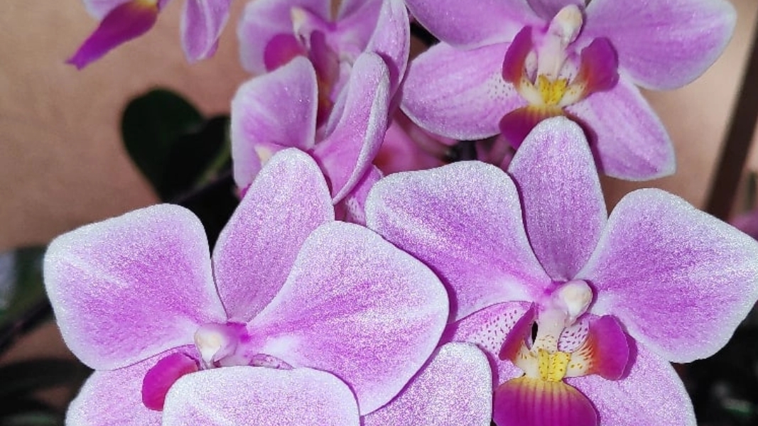 03-07-2025.пересадка Орхидеи Sweetheart.