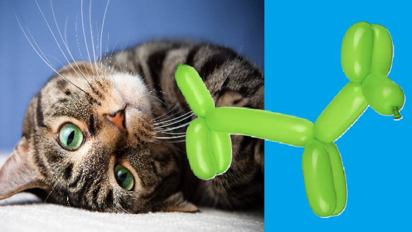 Сделала шарособаку для кота Андрея!