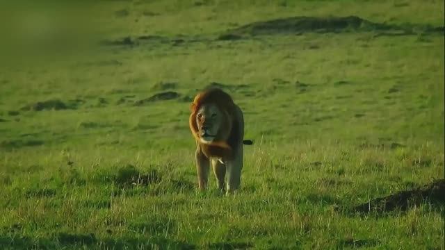 Львы. Дикие кошки. Документальный фильм