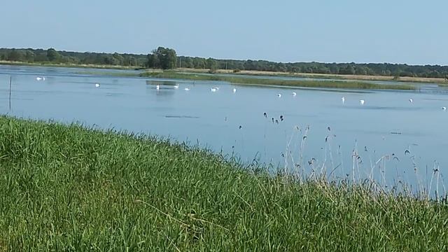 Тамбовщина.  Лебеди на Кашминском пруду
