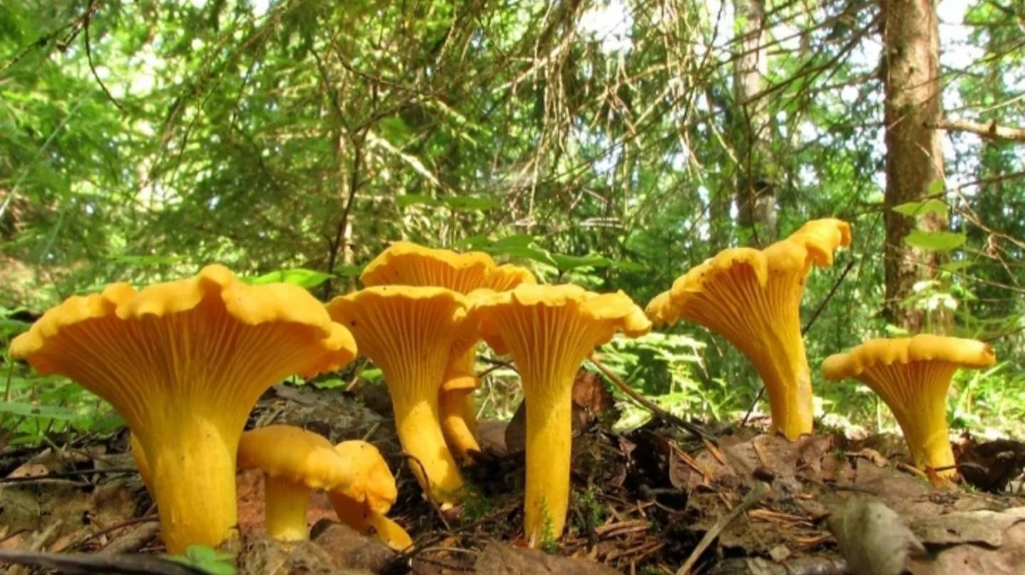 💥Сбор Грибов в Нижнем Тагиле. 30 Июня2025 г. Очень много Лисичек.