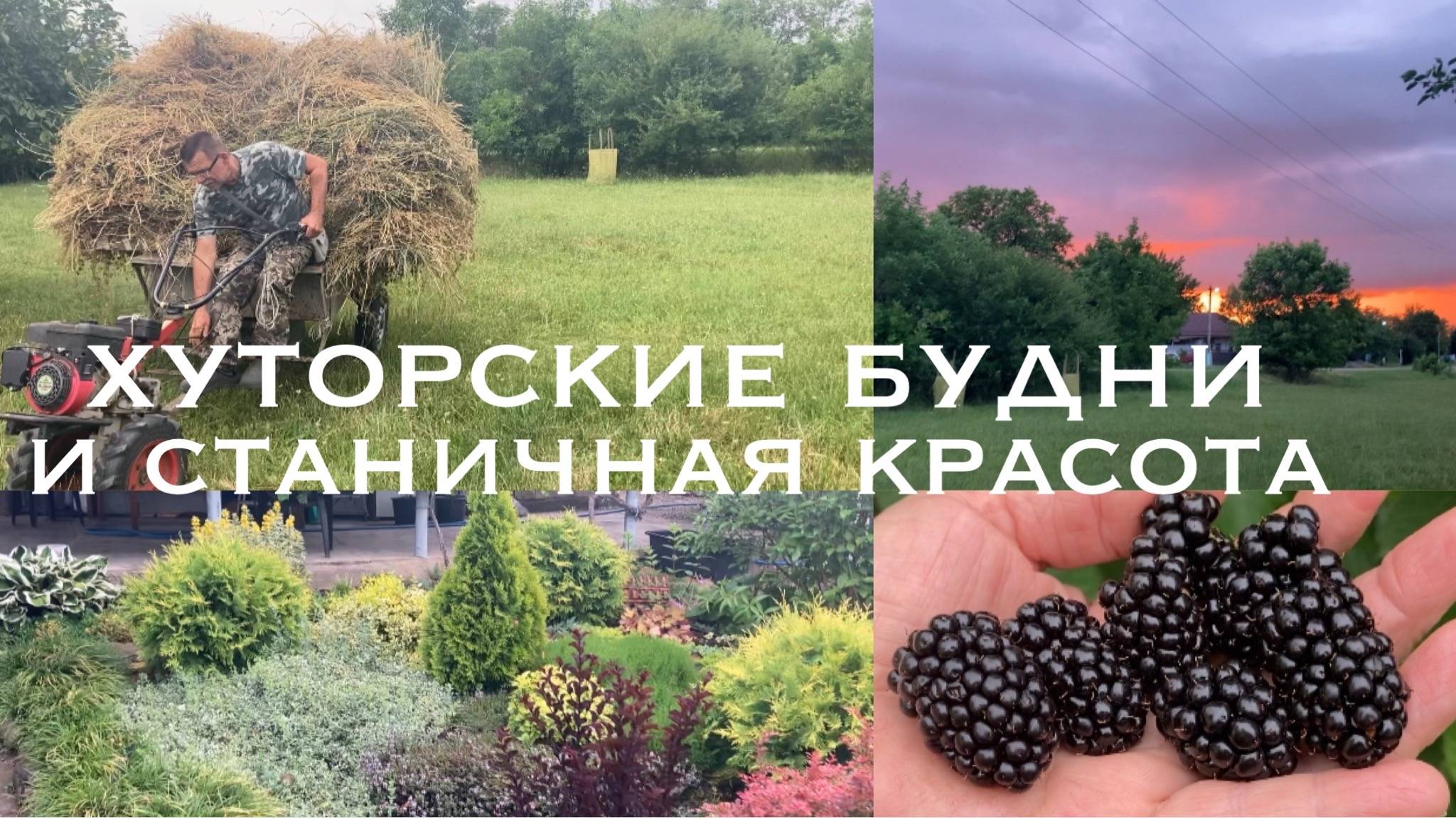 Адыгея/ День на хуторе/ Сестричкин сад/ Погода на юге/ 30.06.2025/