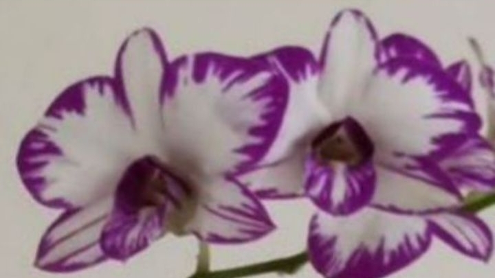 П-8.Ч-6 Дендробиум через 75 дней после получения и пересадки. Посылка 8. Часть 6