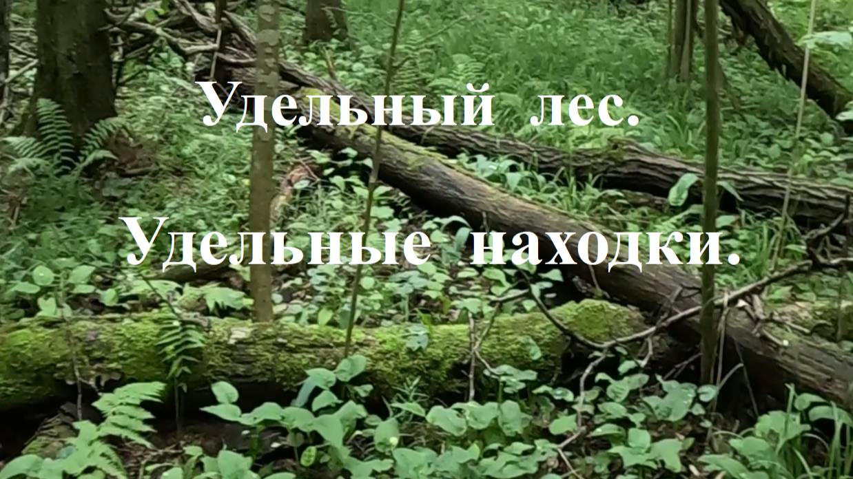 Нашли в лесу богатое,большое удельное место.