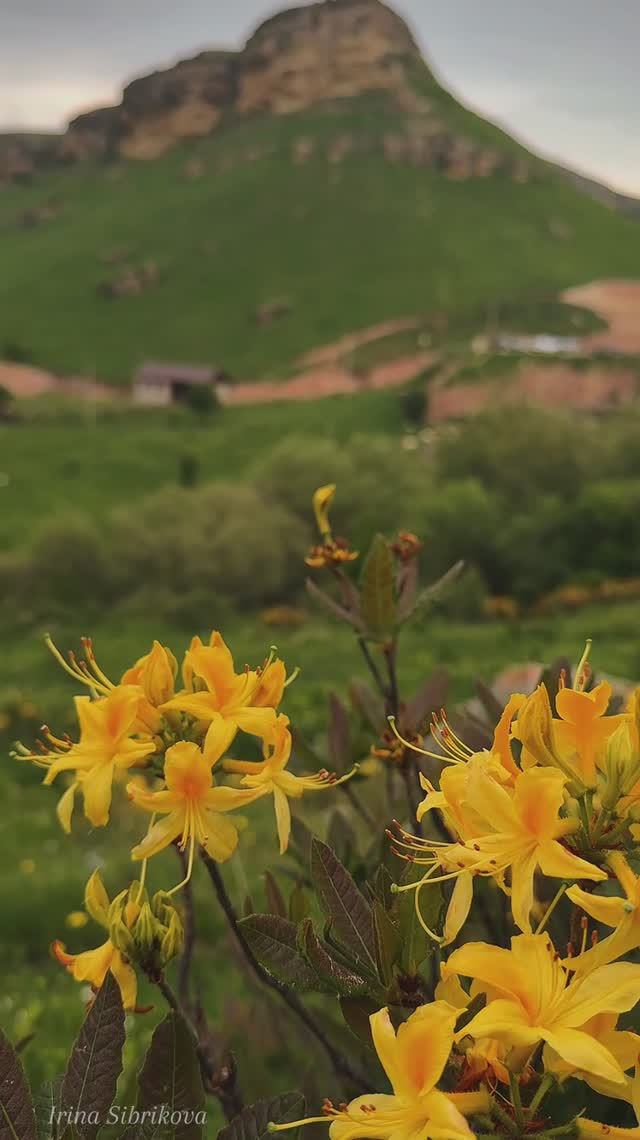 КАВКАЗ. Малокарачаевский  р-он.⛰️ Красота и голос ГОР, горный ключ, аромат цветов!