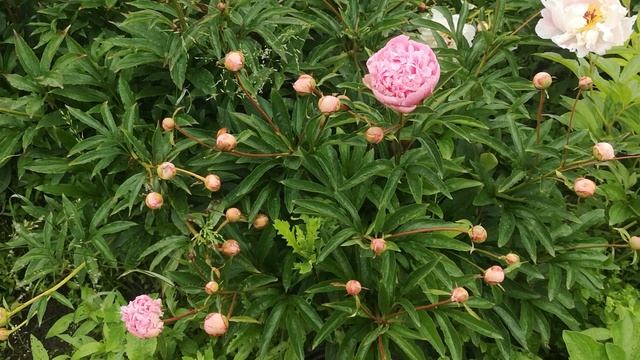 Пион Юность выпустил разведчика, Ленинградская область