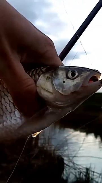 Ультралайт, закат, голавль...