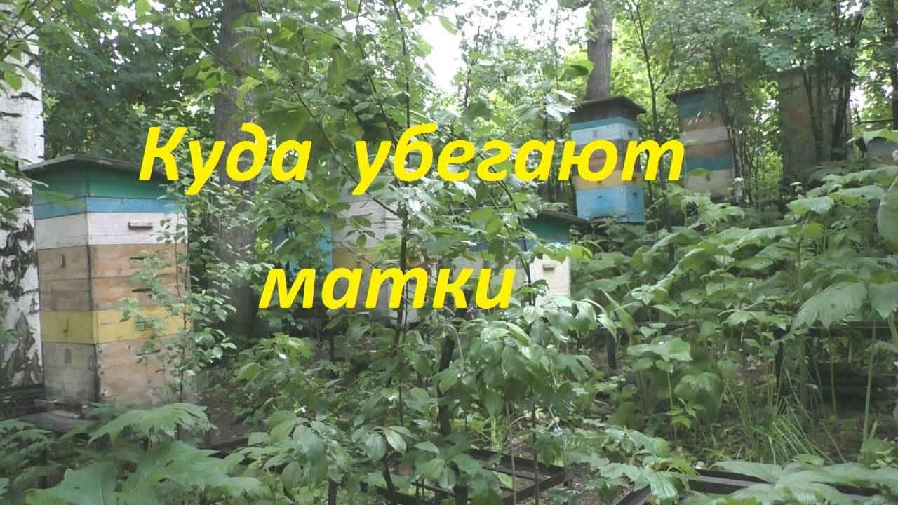 Побег пчелиной матки