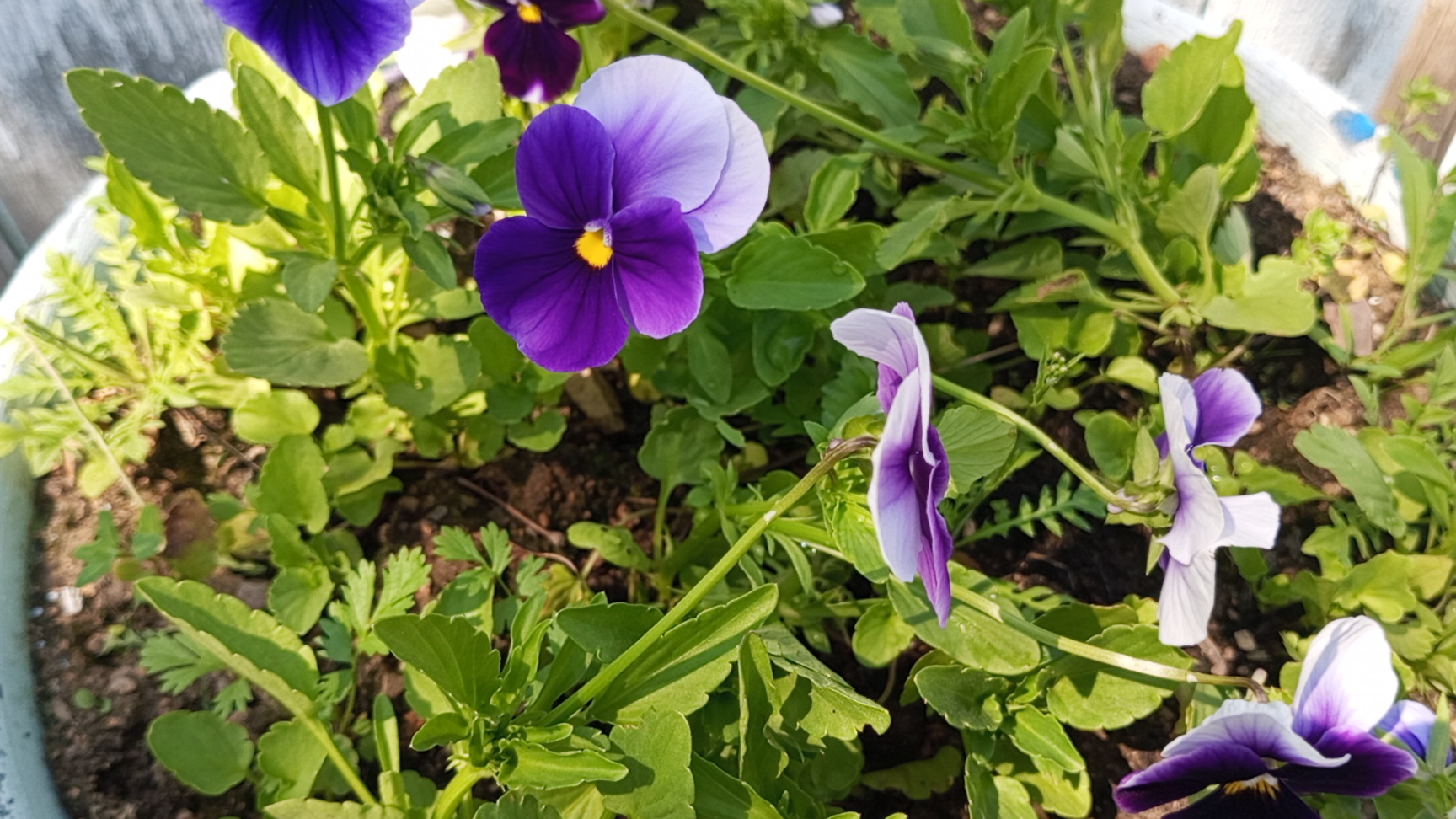 Сельские будни. 2 июля