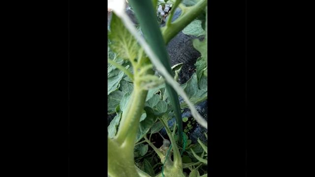 ТОМАТЫ ГНОМЫ - ФОРМИРОВАНИЕ КУСТА (ЧАСТЬ 2)