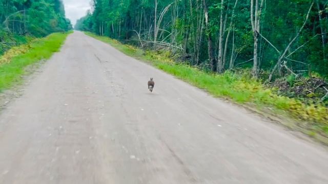 Заяц бежит перед УАЗиком