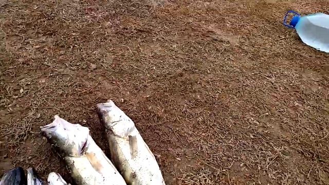 Наловил пол мешка щуки на крупную резину LJ Kubira 7"