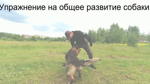 Дрессировка щенка немецкой овчарки