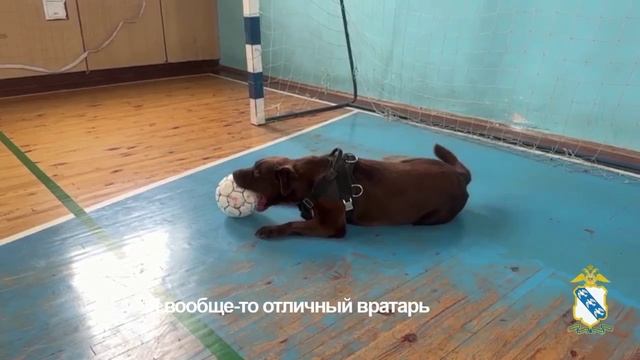 Лабрадор о своей службе))