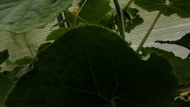 Формирование огурцов в теплице, как я это делаю