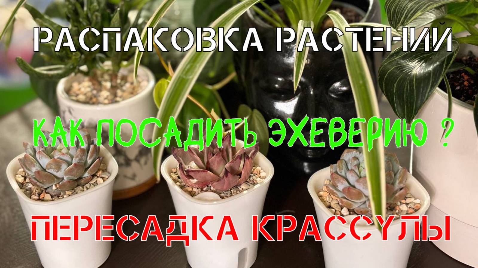Как правильно посадить эхеверию и крассулу?