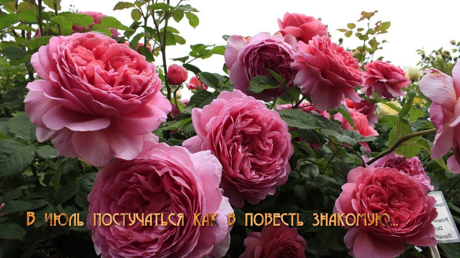 В июль постучаться как в повесть знакомую*