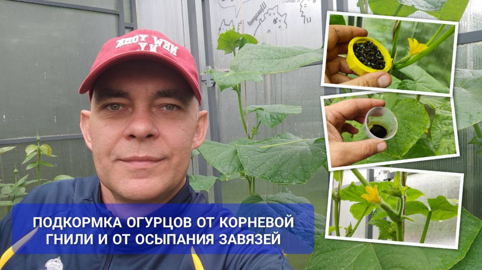 Как спасти огурцы от корневой гнили, пожелтения и осыпания завязей с помощью специальной подкормки