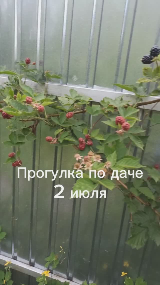 Прогуляемся по даче и посмотрим что выросло