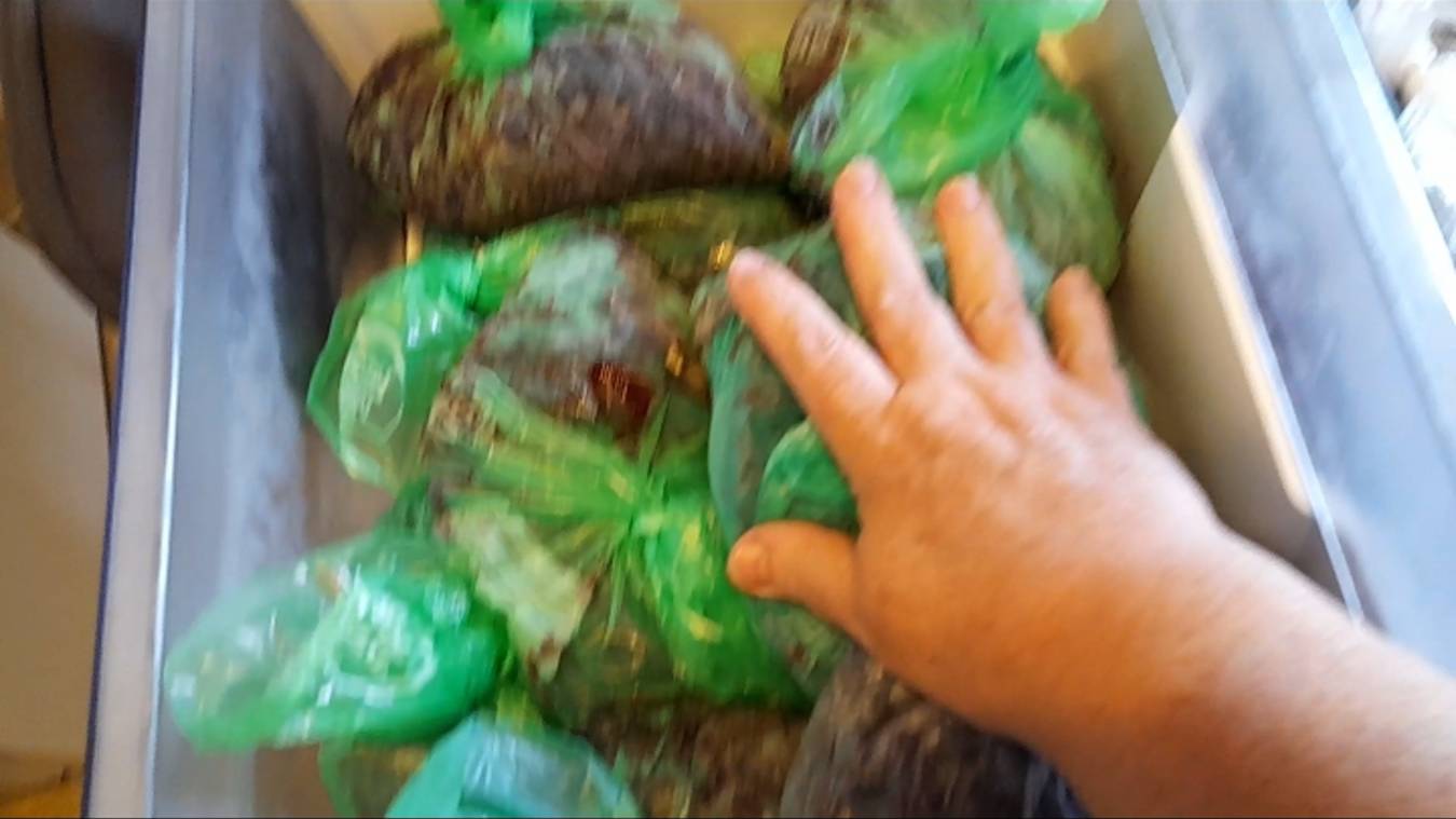 20250702_153755 Что замораживаем на зиму? Первые итоги урожая 2025