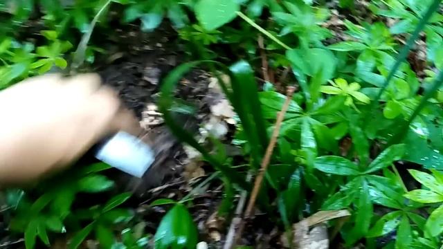 Грибы на Бештау. Млечники, сыроежки, грузди, белые, моховики.