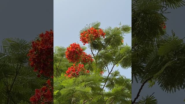 Египет май 2025 Пляж Сома Бей Храм Богини Хатхор