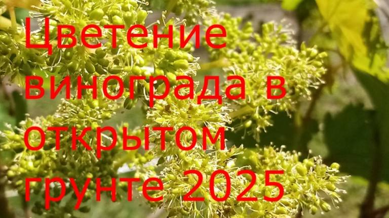 Цветение винограда в открытом грунте 2025.