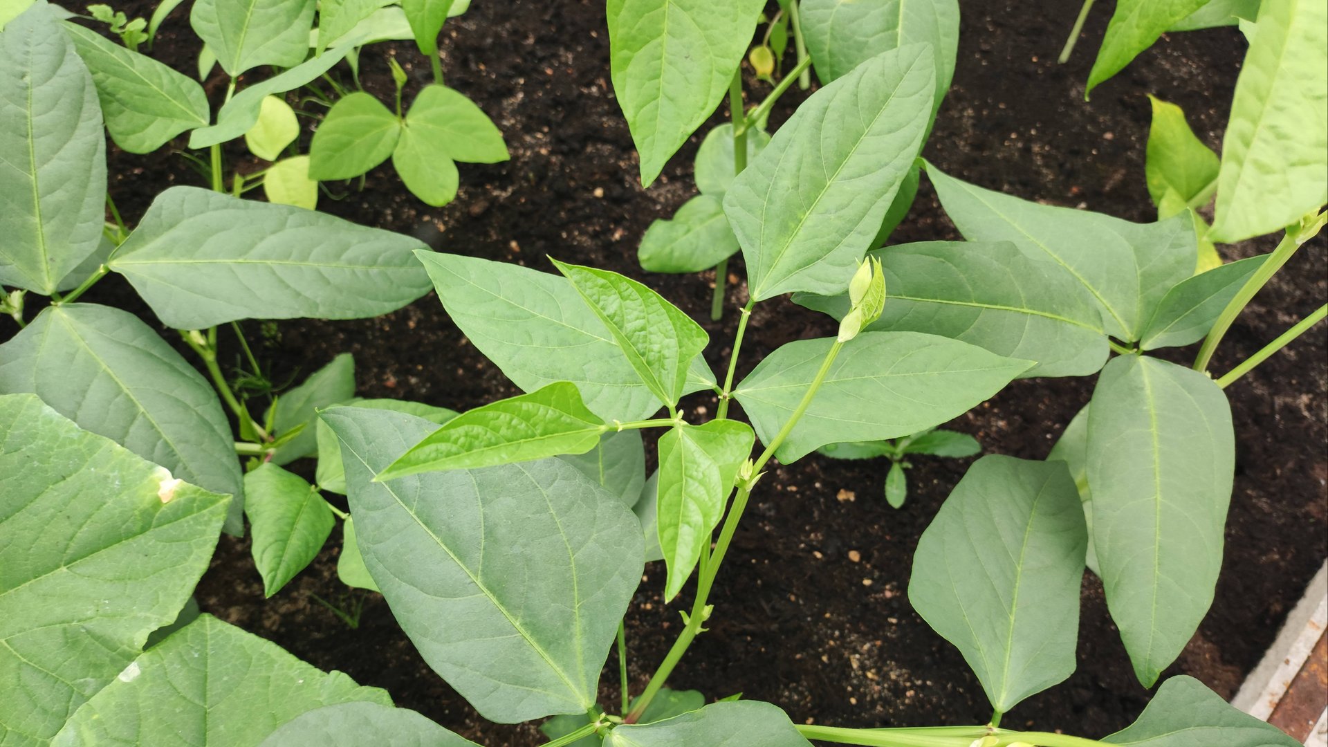 Как развивается вигна в теплице? 30 июня 2025 года