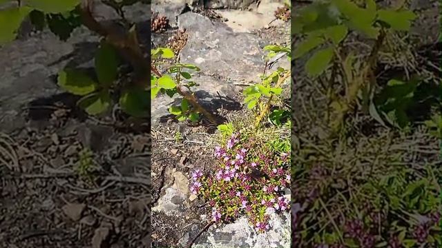 Услышьте сердцем