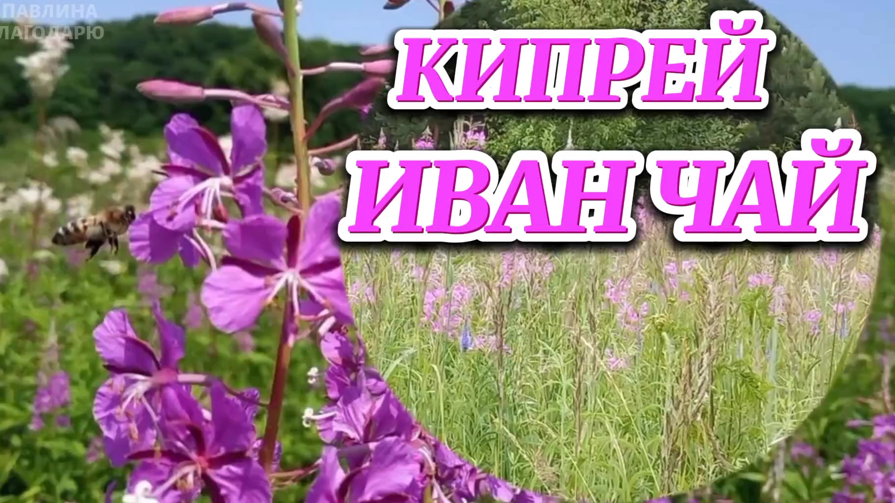 ИВАН ЧАЙ. КИПРЕЙ. Время сбора июль.Лекарственные травы.