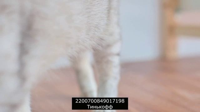 Каломассы приказывают