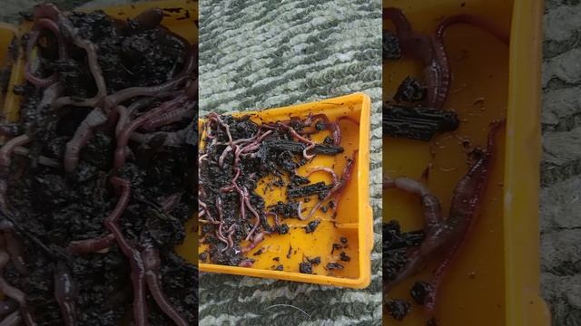 Для тех кто играл в игру Metro 2033 и.т.д интересные факты☝️