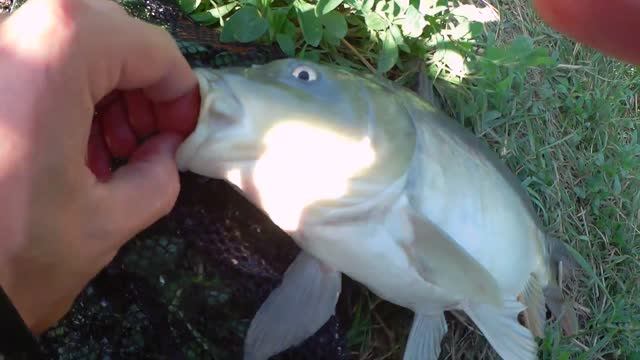 КАРП на ФЛЭТ фидер на платнике. Калаборка часть 2.