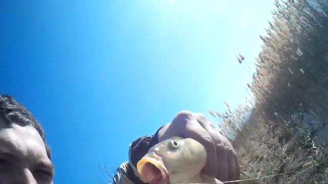 КАРП РАННЕЙ ВЕСНОЙ. Фидер и пикер в марте 2020  Рыбалка с сыном на платнике