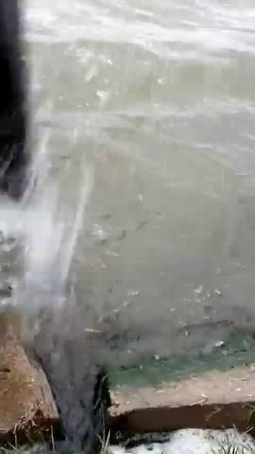 Карп Добрыня весом 20,360кг. Овощевод КМВ.