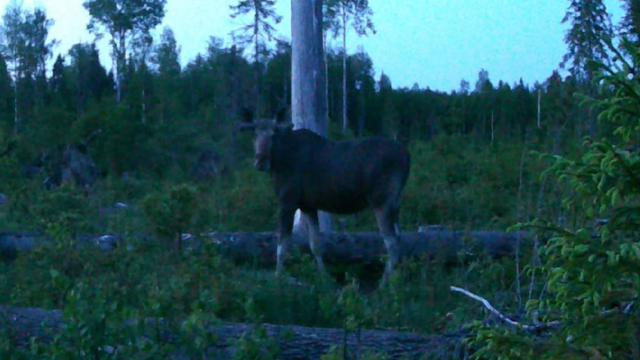 Лось на солонце. Скрытая жизнь лесного гиганта!