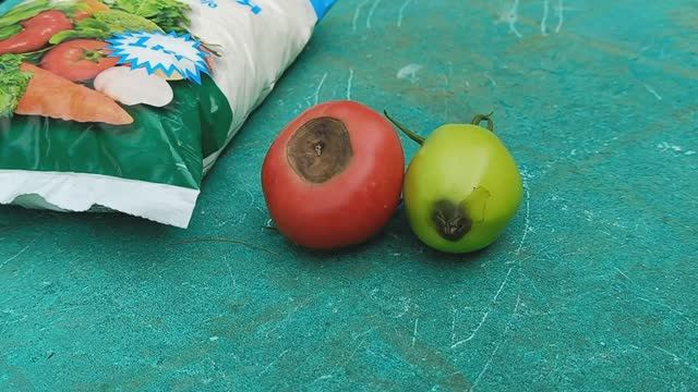 Болезни помидоров в теплице. Вершинная гниль и мой способ ее лечения #помидоры #вершиннаягниль