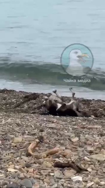 Четвероногий уборщик трудится на общее благо, расчищая пляж