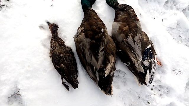 Ходовая ОХОТА на УТКУ с КУРЦХААРОМ ЗИМОЙ в январе! Закрытие сезона 2021-2022!!!