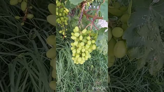 Осторожно мошенники!