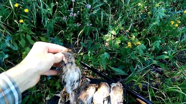 Охота на перепела в СВЕКЛЕ! Подняли косулю.