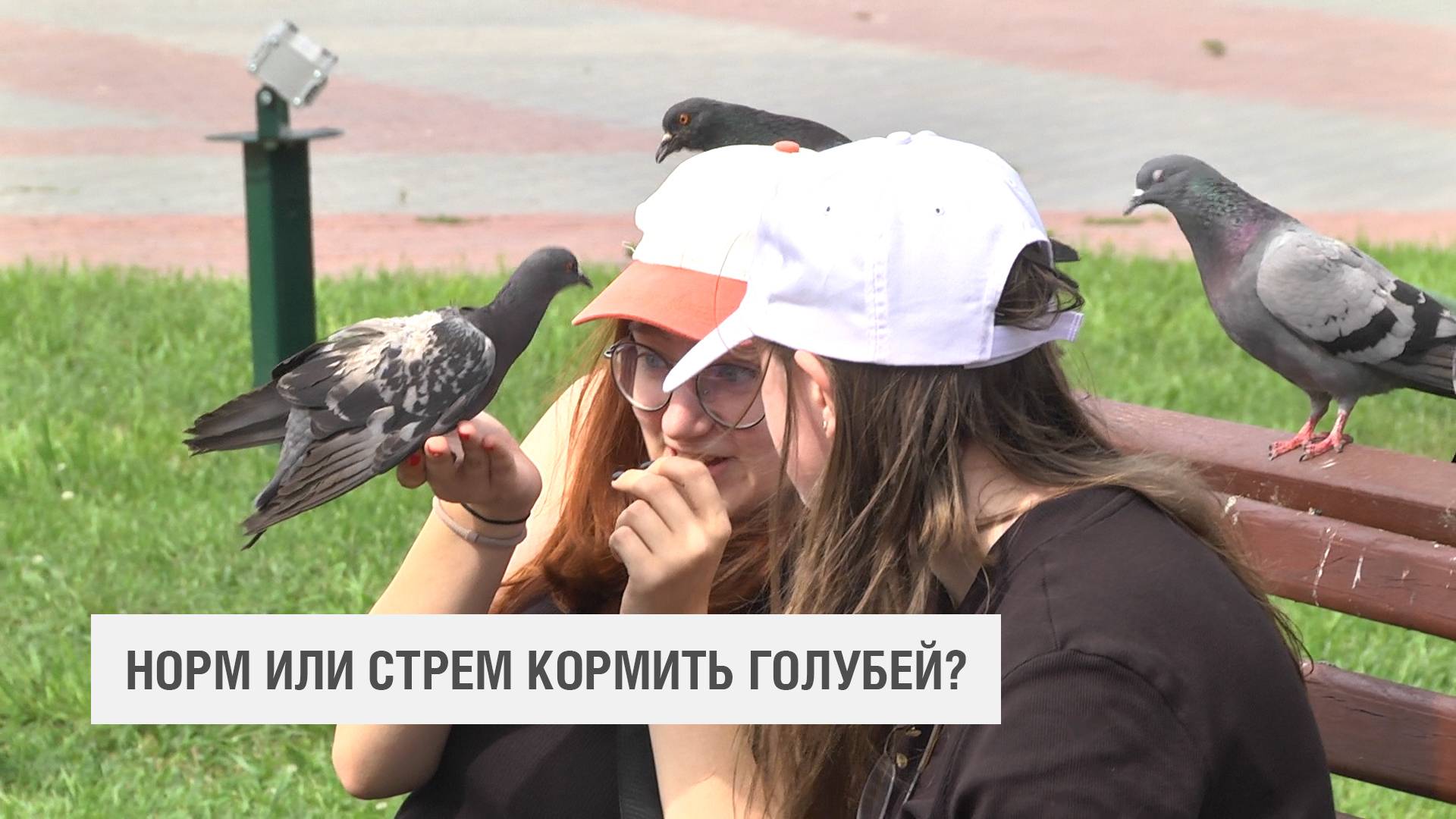 Вопрос-Ответ: «Норм или стрём» кормить голубей? (2025-07-02)