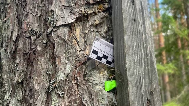 Выпуск программы «Правопорядок» от 01.07.2025