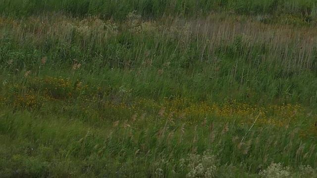 Примиусье, окрест-ти Таганрога_30.06.2025г