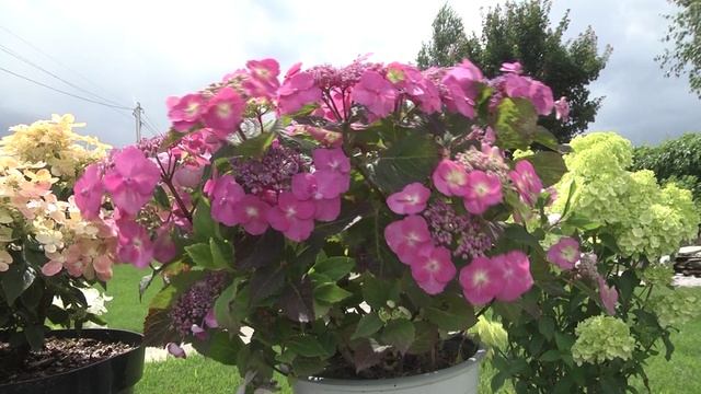 Золотой сад
такой только у вас и у Майкла Джексона😎